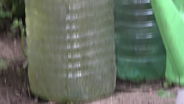 Зарянка в огороде