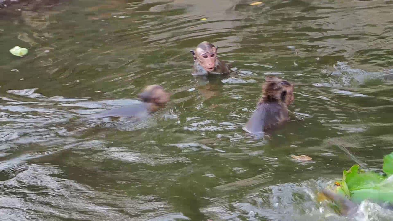 Забавное купание мартышек в пруду