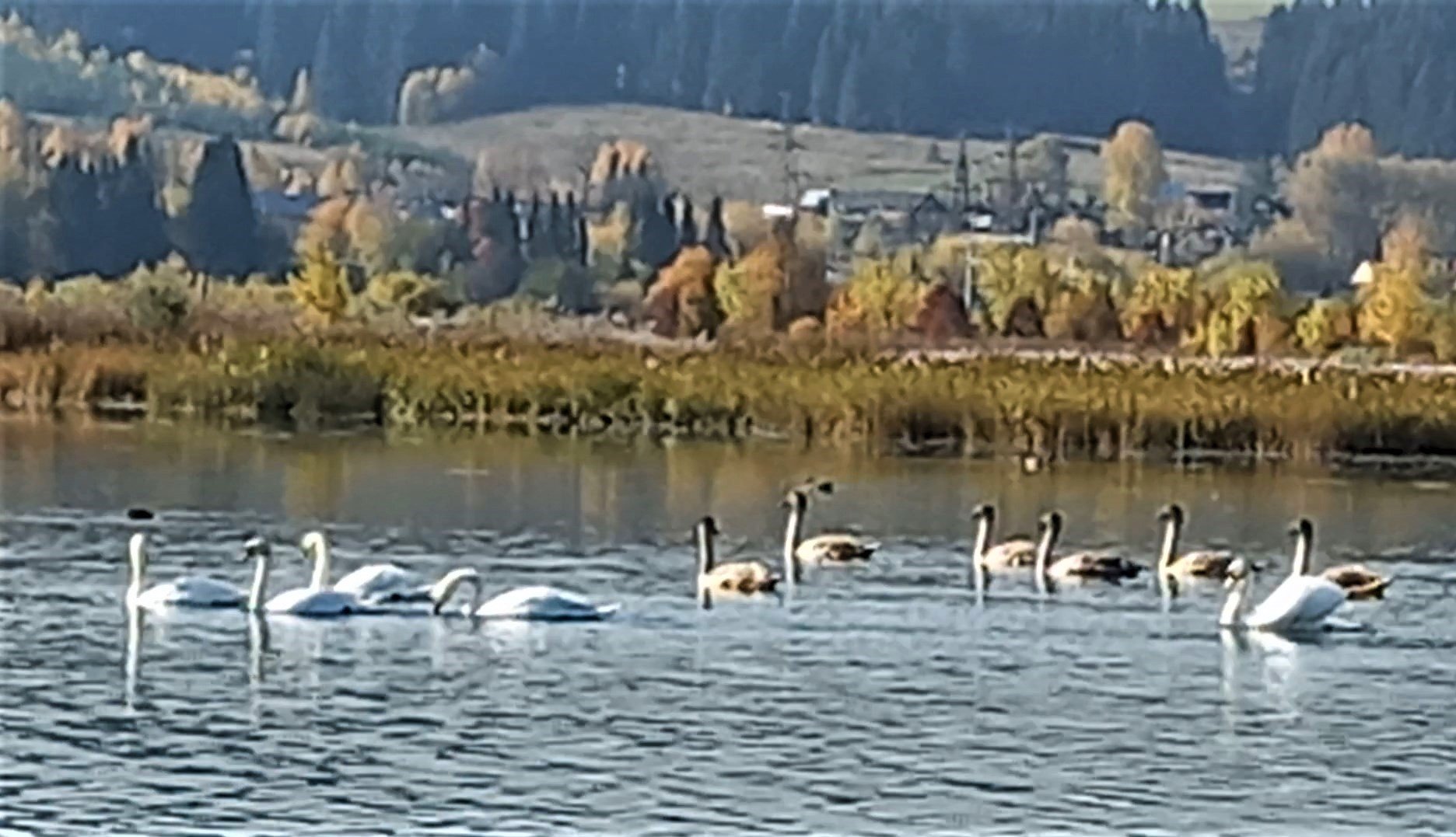 09 Слёт лебедей на озере Кислом. Усть-Кишерть