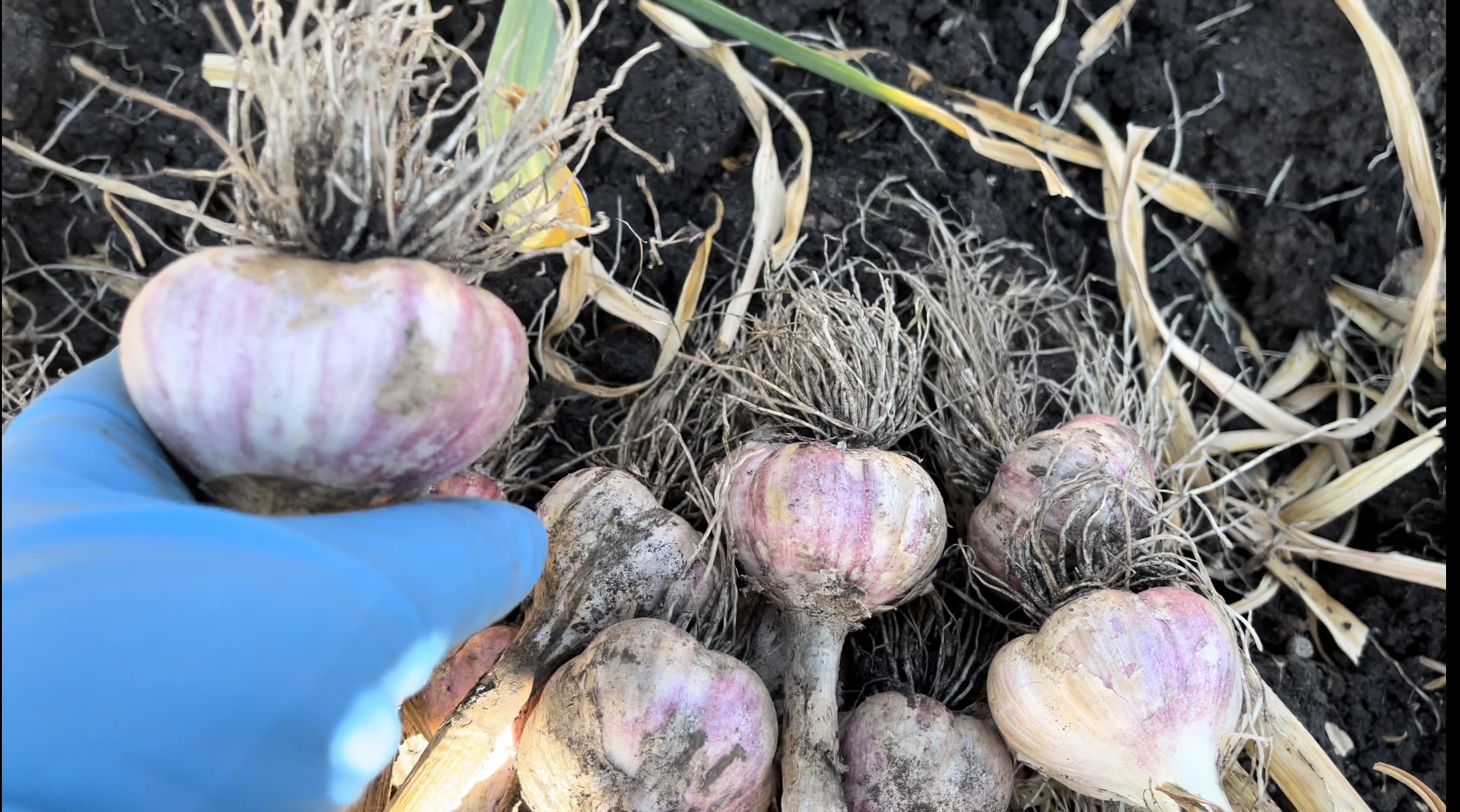 Урожай чеснока 2022г. Уборка озимого чеснока.