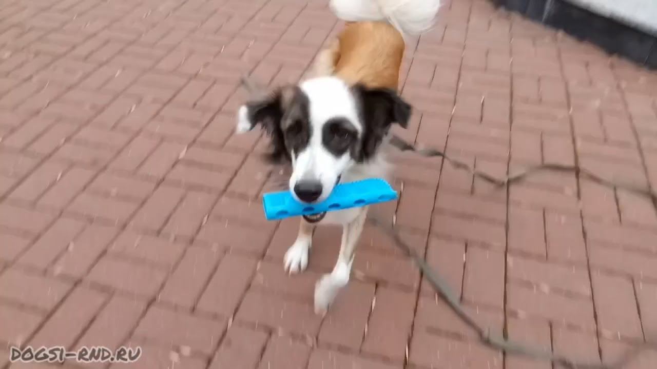 Взяли игрушку. Гуляем с Шулей