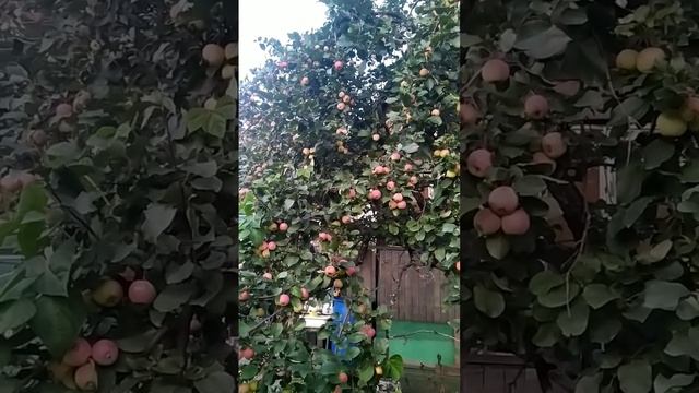 Возвращение в детство. Осень 2023 год.