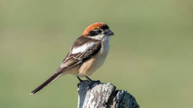 Сказка о воробье в консерватории