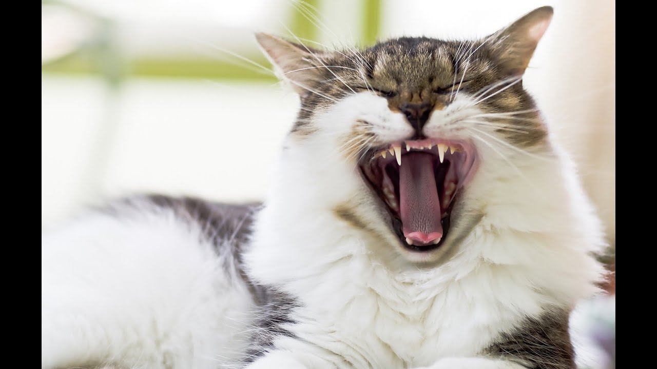 ГОНКИ ФОРМУЛА КОТОДИН | ТАК МНОГО ВОПРОСОВ И ТАК МАЛО ОТВЕТОВ