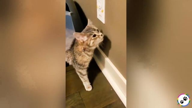 Забавные питомцы #85