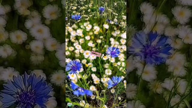 Хорошего настроения