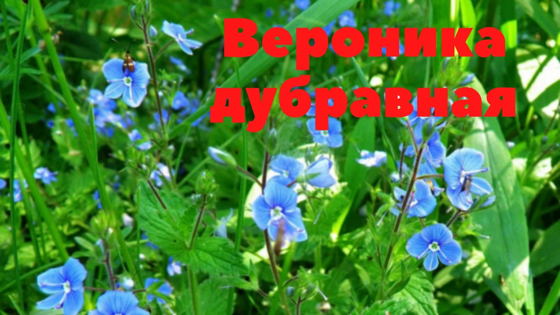 Вероника дубравная. Маленький  и хрупкий луговой  цветочек.