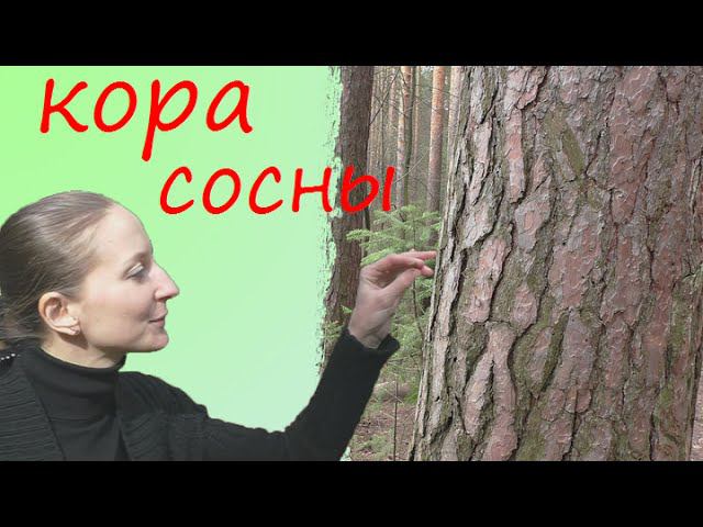 Кора сосны Прогулка в лесу | Художник Наталья Боброва
