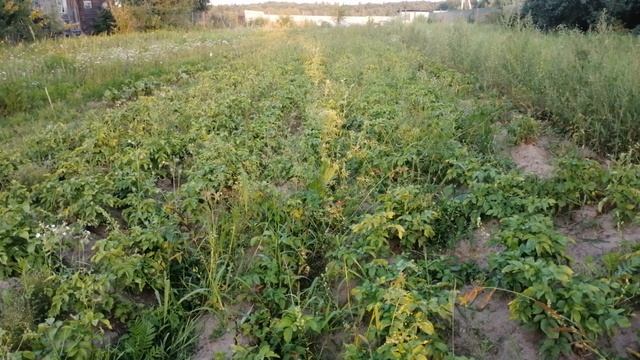 Картошка 13-го августа