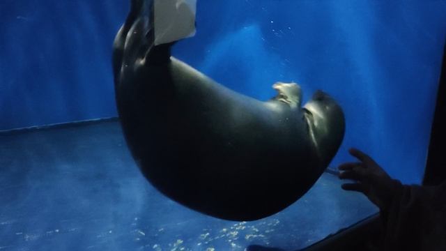 Листвянка.Байкальский Музей.Нерпа Байка.