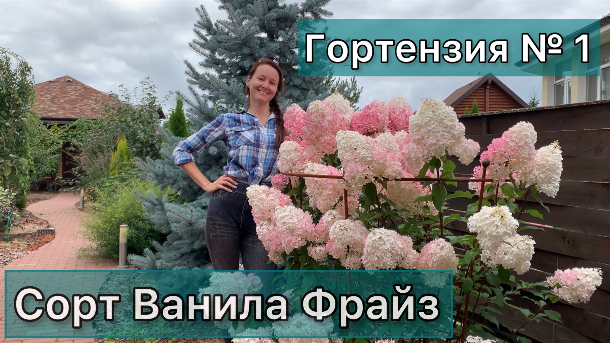 Лучший сорт гортензии метельчатой. Ванила Фрейз
