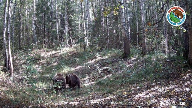 23.08.2024.Бурый медведь.Заповедник Большая Кокшага.Медведица с двумя подросшими медвежатами