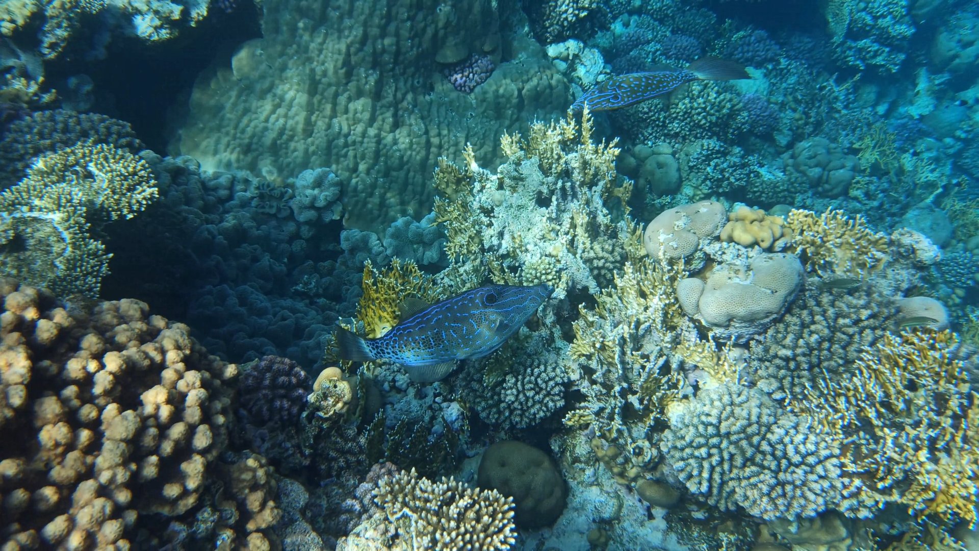 ЕГИПЕТ-2023-ШАРМ. #45.1-ЧЁТКО! ПОДВОДНЫЙ МИР. РЫБКИ и КОРАЛЛЫ КРАСНОГО МОРЯ. Около PALMA BEACH. Д-11