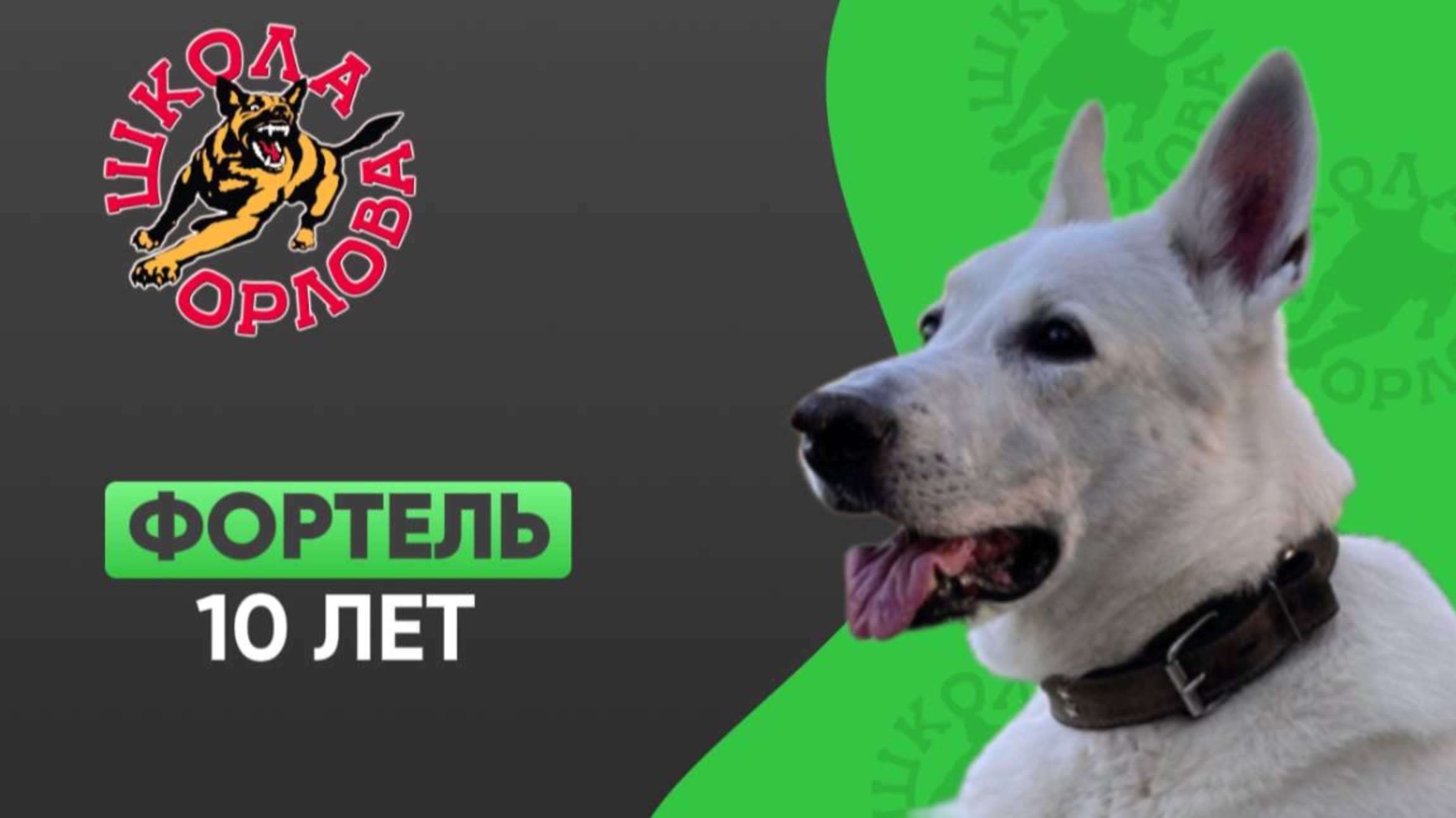 Возможно ли воспитать 10-летнюю собаку? Результат воспитания взрослой собаки