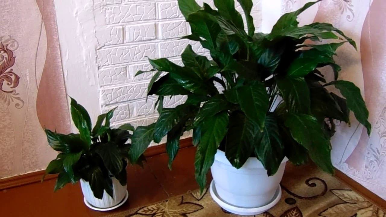 Спатифиллум ( Женское Счастье ) - Выращивание, Уход и Размножение в Домашних Условиях .