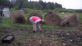Второй способ посадки картофеля под сено