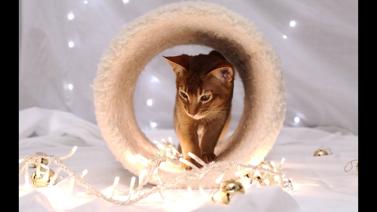 Если бы у кошки были крылья, она бы не снизошла до того чтобы стать птицей, и стала бы ангелом.