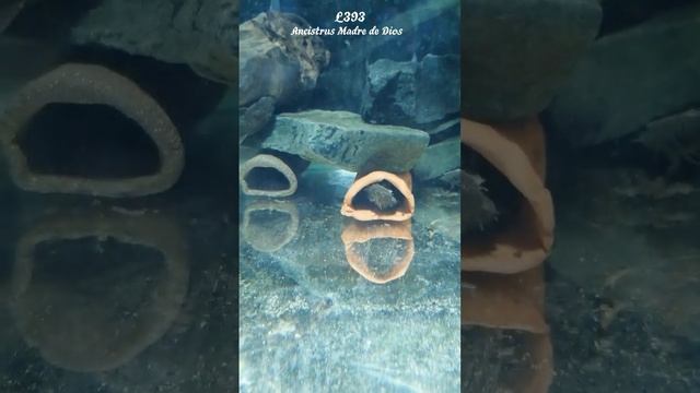 Отдыхающий L393 Ancistrus Madre de Dios