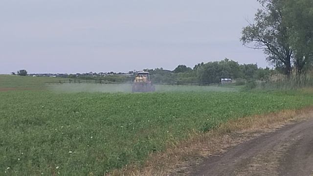 Поле для гороха, обработка)