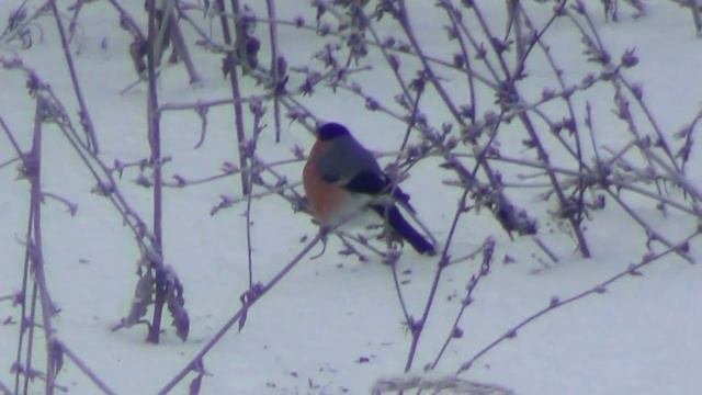 Пухляк и снегири