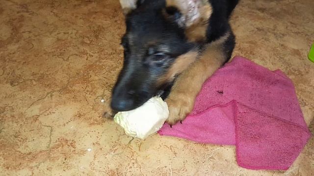 Грызёт кочерыжку