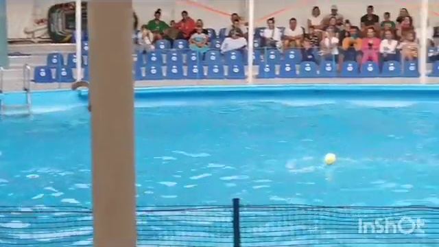 Дельфинарий в Феодосии. Часть 3-я. Выступают дельфины.