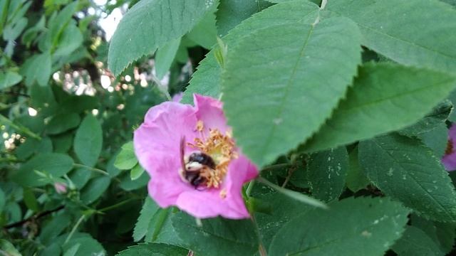 Пчелка собирает нектар с цветков шиповника