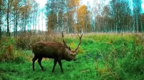 Лосиный остров. Национальные парки России. Анонс фильма