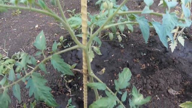 Как легко и правильно сформировать томаты в 2 стебля. Начнем с высадки на постоянное место..mp4