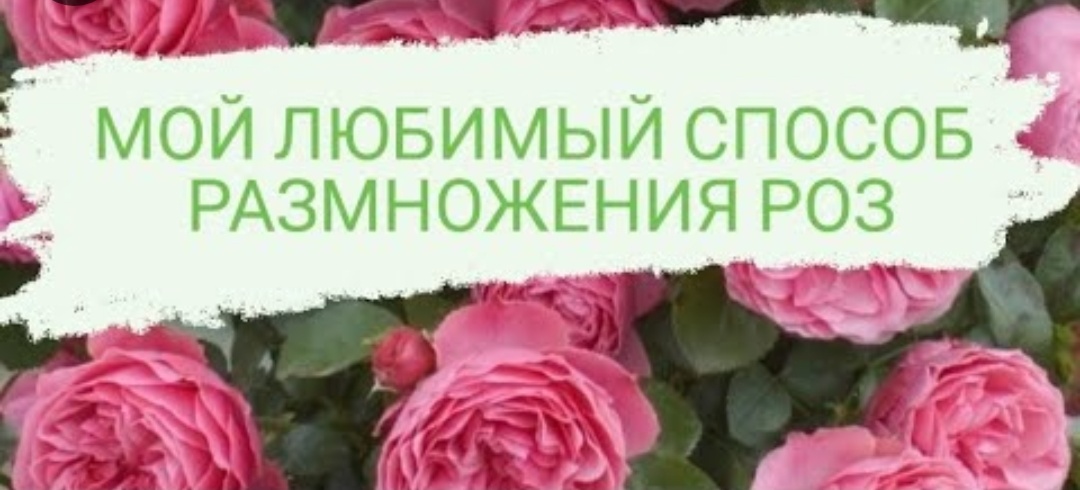 МОЙ ЛЮБИМЫЙ СПОСОБ РАЗМНОЖЕНИЯ РОЗ ?