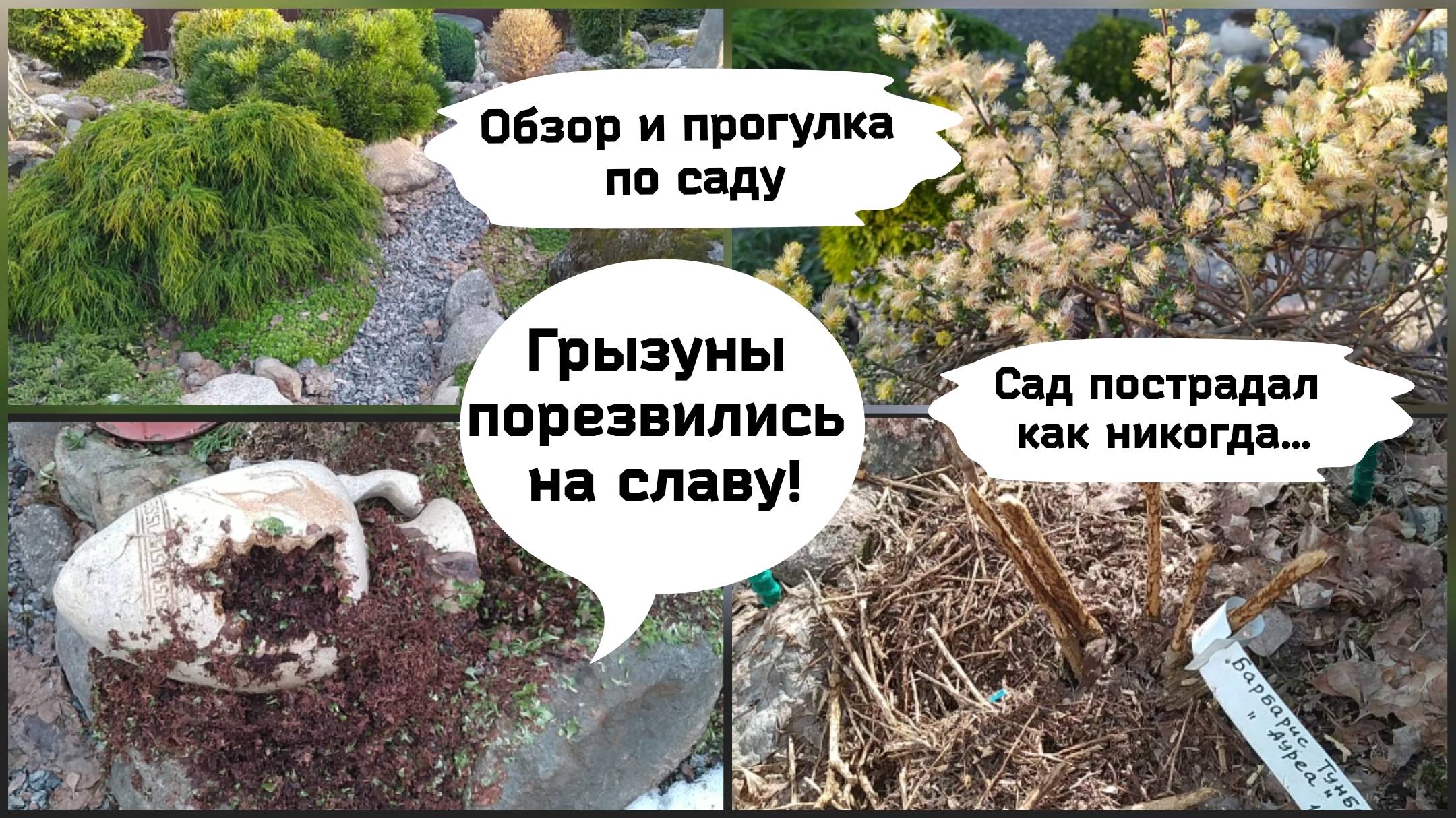 Обзор и прогулка по саду.
Ленинградская область,2 мая 2023 г.