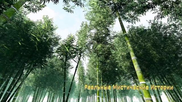 Красивый полет, красивая музыка