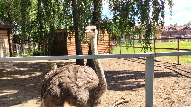 Синий Трактор в зоопарке.mp4