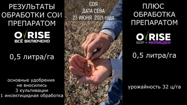 ПОТРЯСАЮЩИЙ РЕЗУЛЬТАТ. Соя Золото Полей 2021.mp4