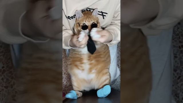 Котёнок 2023, танцы, часть № 3❤️?, #shorts