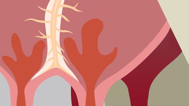 Enroflon Gel: syringes for bovine mastitis control