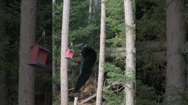 Готов на любые подвиги ради еды.