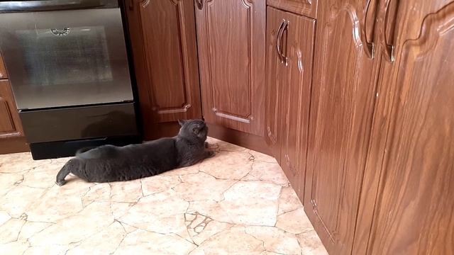 В поисках заветного корма