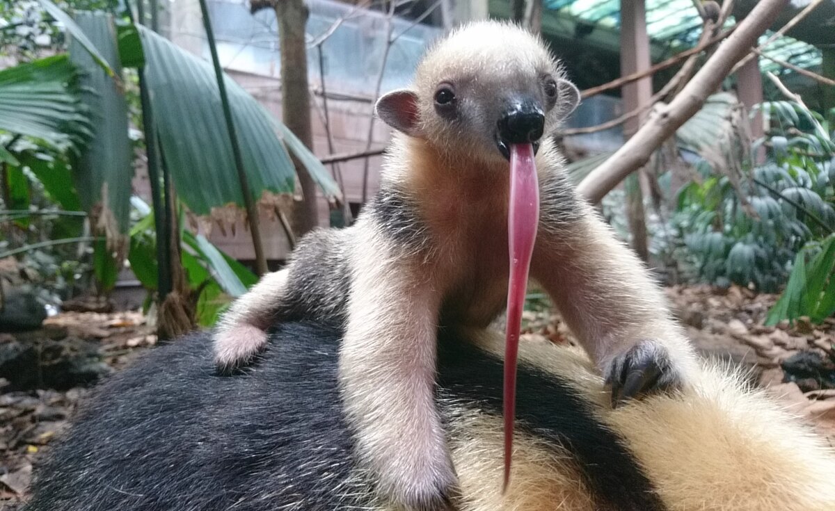 «Гигантский муравьед» ИМПРОВИЗАЦИЯ фортепиано композитор Виктор Анохин #jazzrock #instrumentalmusic