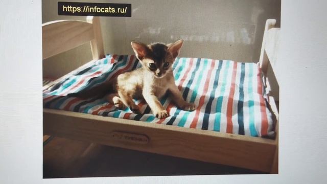 Интересные факты о кошках: почему кошка гадит на постель и на вещи, что с этим делать