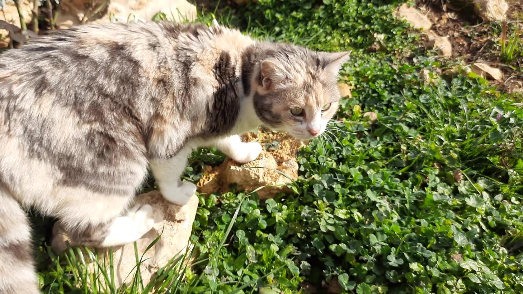 Знает кошка, чьё мясо съела