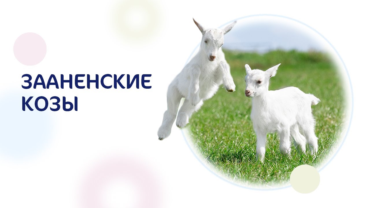 Как делают смеси Кабрита? Нежное детское питание на козьем молоке Kabrita®