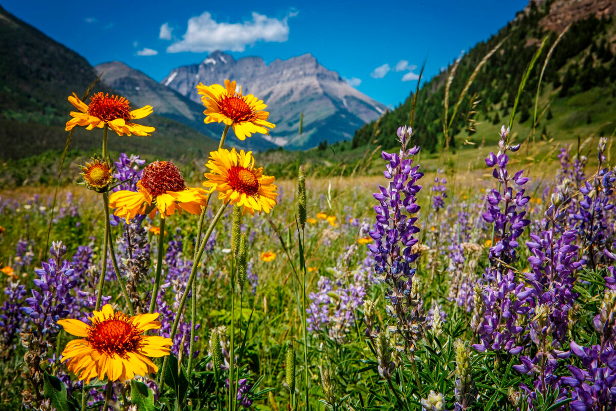 Music for relaxing. Relaxing video. Nature. Beautiful flowers. Calming music