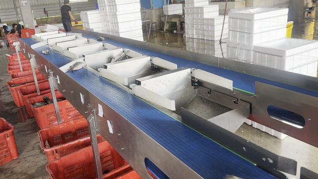 Весовой сортировщик - рыбная продукция