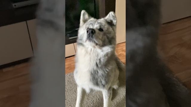 Ты, не ты- когда вкусняшка)