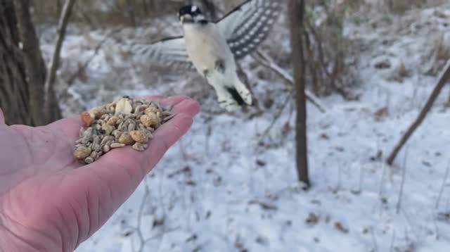 Кормление птиц с руки #УДИВИТЕЛЬНОЕ #НЕОБЫЧНОЕ #ЖИВОТНЫЕ #ПТИЦЫ