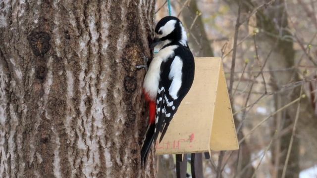 Большой пёстрый дятел, Крылатское, 24 февраля 2024