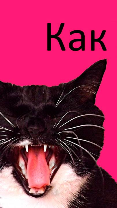 Как дать коту горькую таблетку | Как дать таблетку агрессивному коту #какдатькотутаблетку #shorts