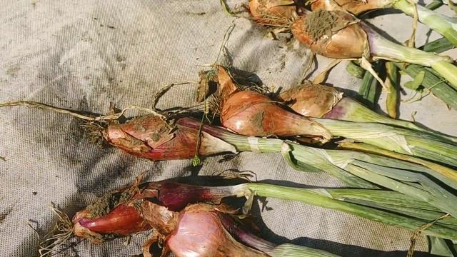 Лук из семян за один сезон. Сбор урожая. Эксибишен, ялтинский и шалот.22.07.2021.mp4