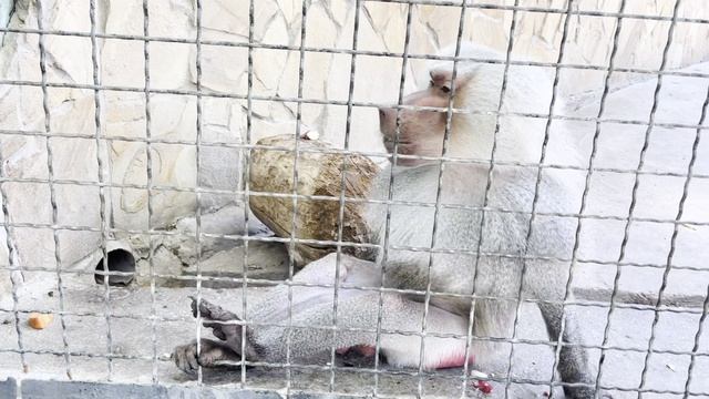 В Зоопарке тайган